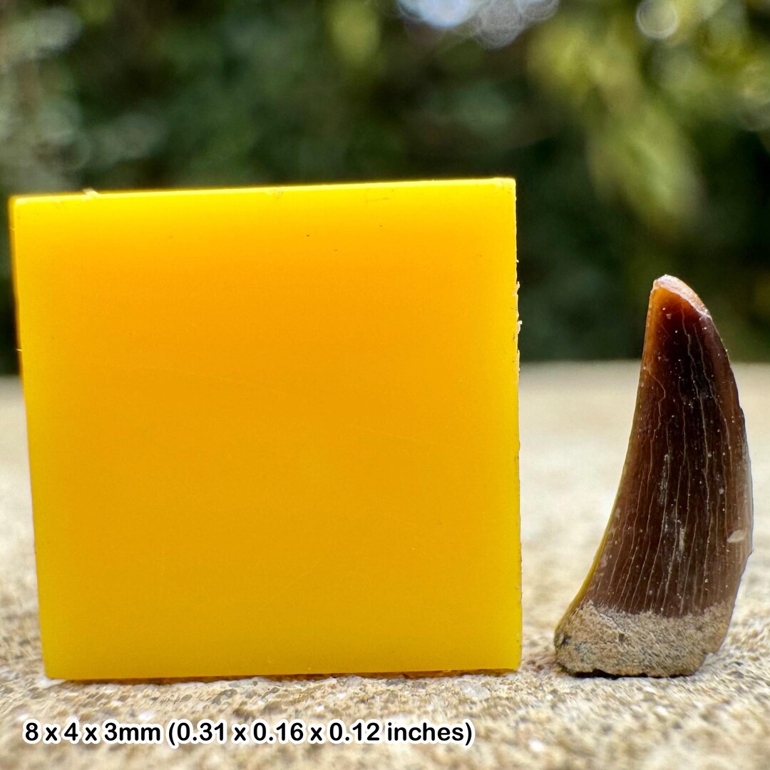 Rare Cryptoclidus Plesiosaur Fossil Tooth - Jurassic Oxford Clay ...