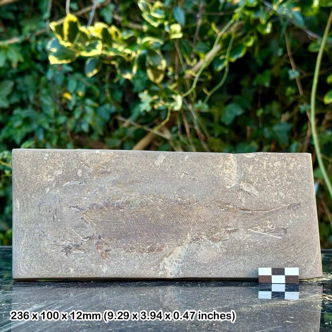 Rare Palaeoniscus Freieslebeni, Fossil Fish, Marl Slate, Upper Permian ...