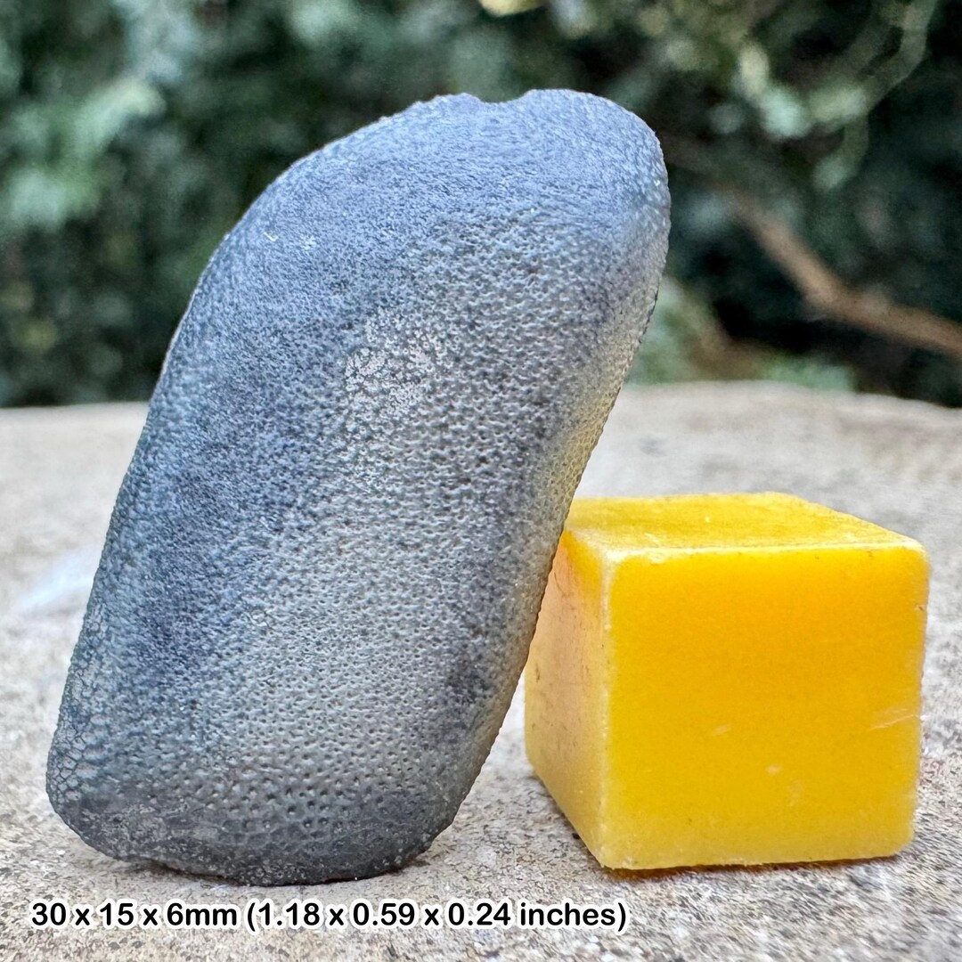 Rare Astracanthus Magnus Hybodont Shark Tooth Fossil, Jurassic Era ...