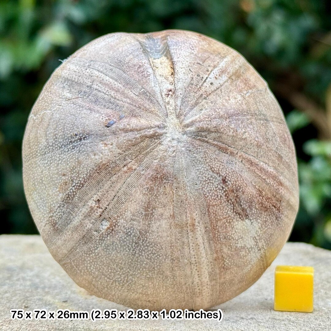 Rare Clypeus Ploti Fossil Echinoid – Inferior Oolite, Jurassic, Banbury ...