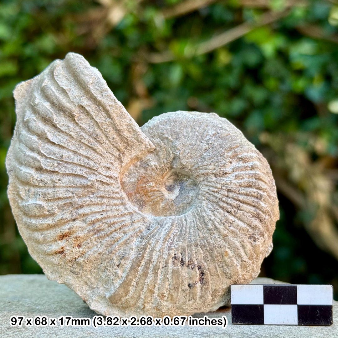 Oxytropidoceras Powelli Ammonite Fossil | Cretaceous Texas | Duck Creek ...