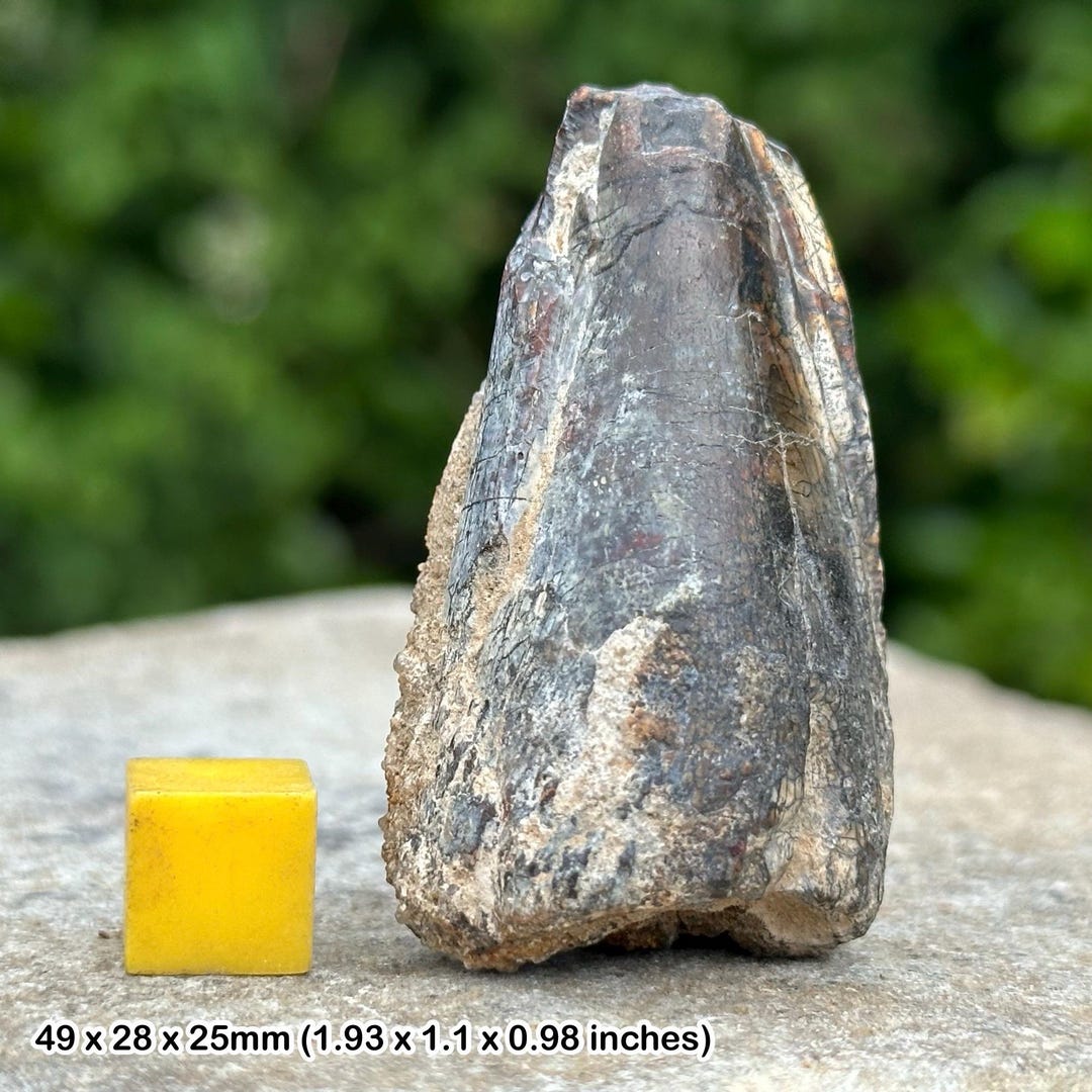 Sarcosuchus 'super Croc' Crocodile Tooth Fossil - Cretaceous Period ...