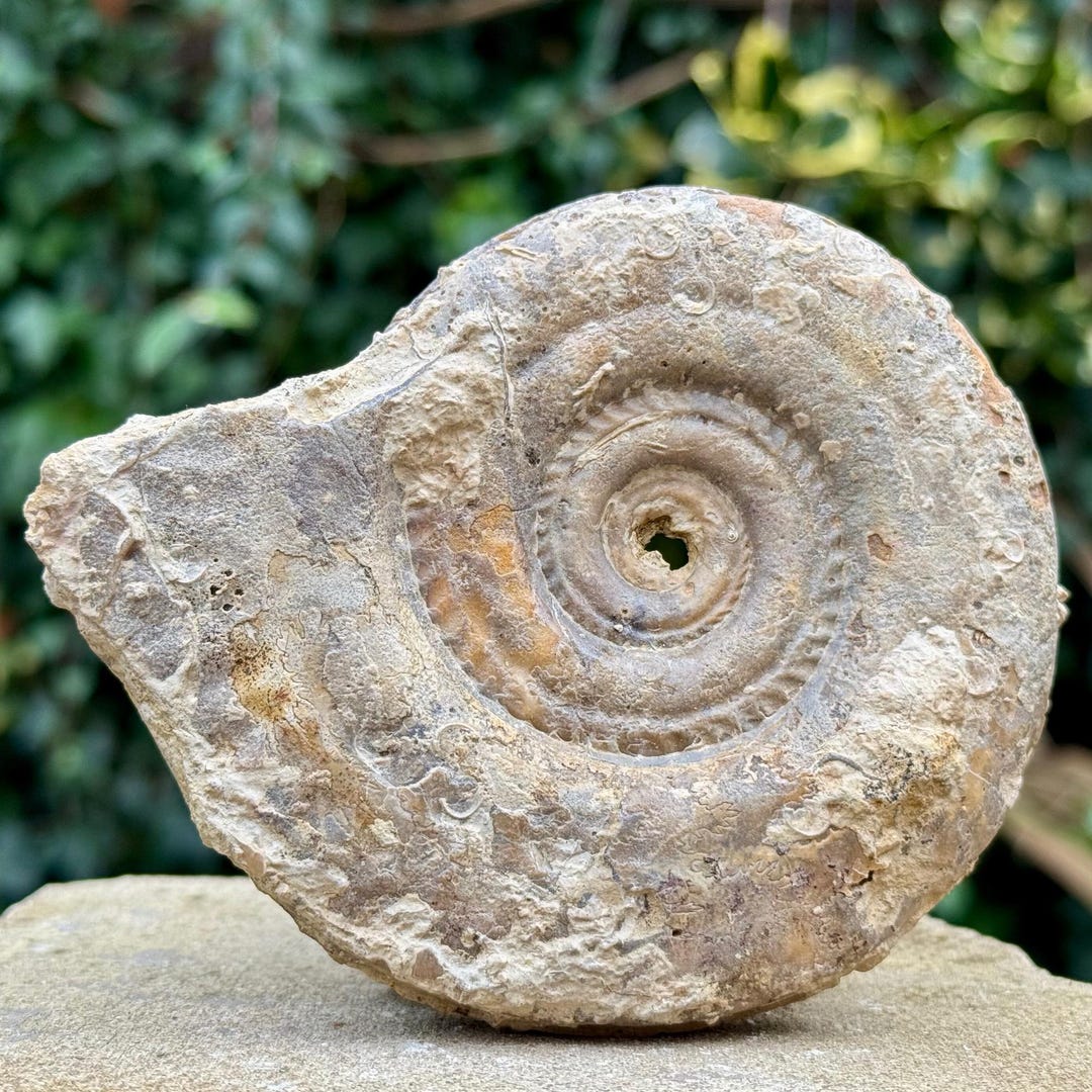 Hildoceras Fossil Ammonite | Jurassic Beacon Limestone Ilminster ...