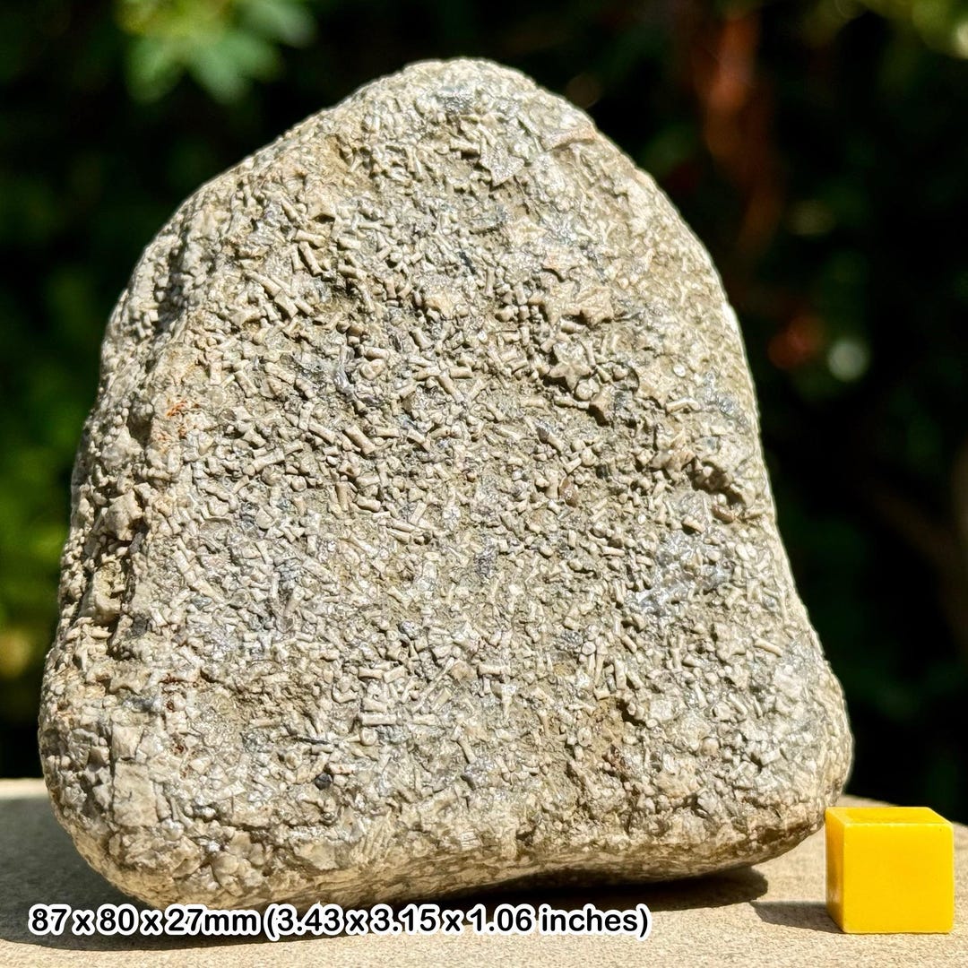 Rare Crinoid Star Slab Fossil Jurassic Coast, Lyme Regis, Dorset, Uk ...