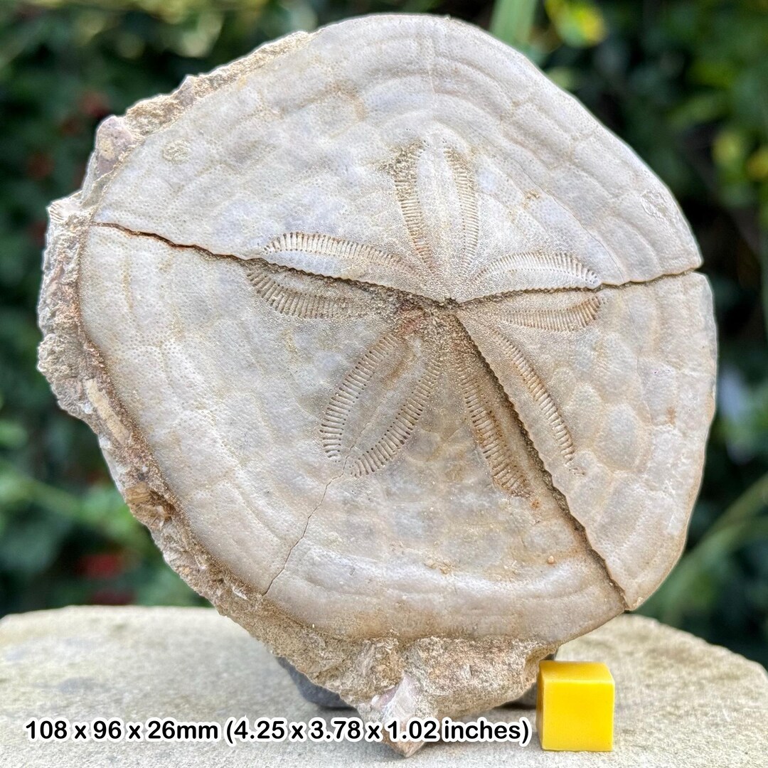 Large Echinoid Fossil Dendraster | Miocene Era | West Java Indonesia ...