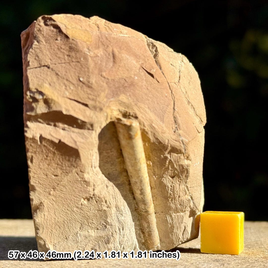 Rare Baculites Fossil Ammonite – Tuberolechites Lechites Sp., Bitton ...