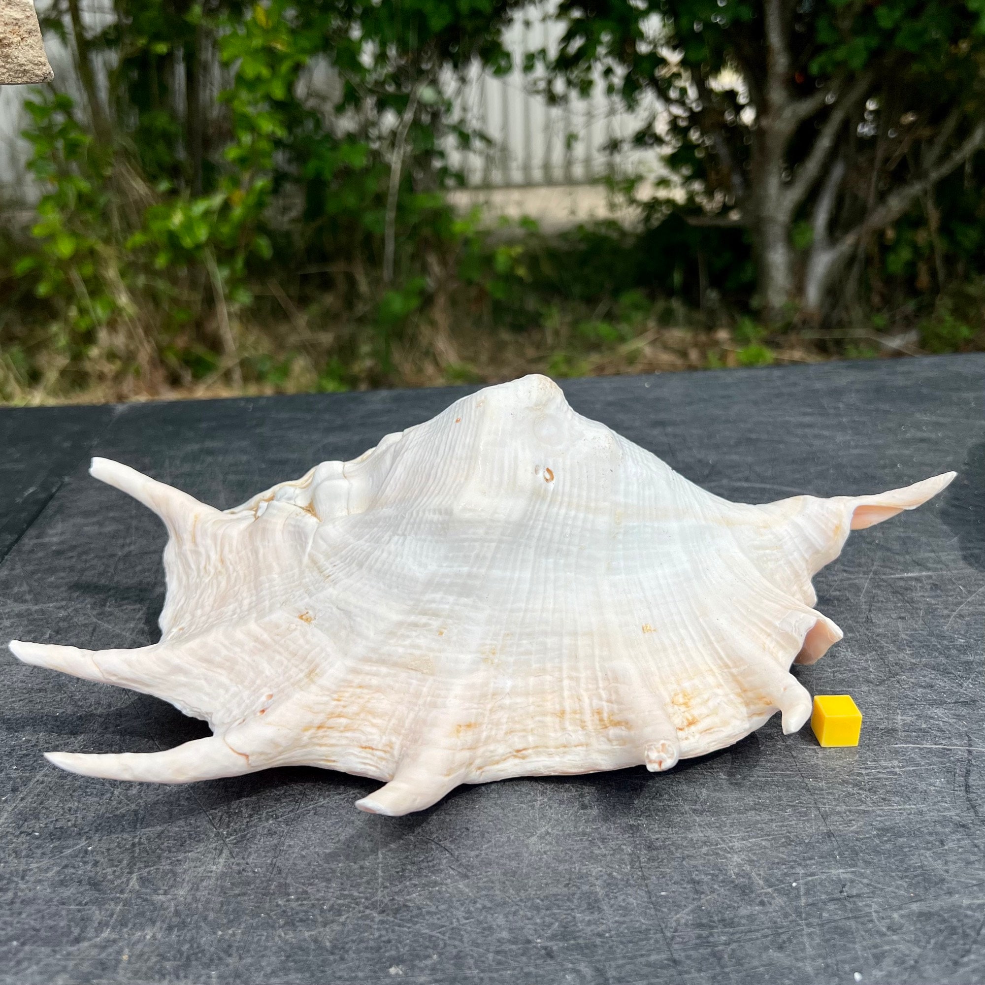 Giant White Conch Shell