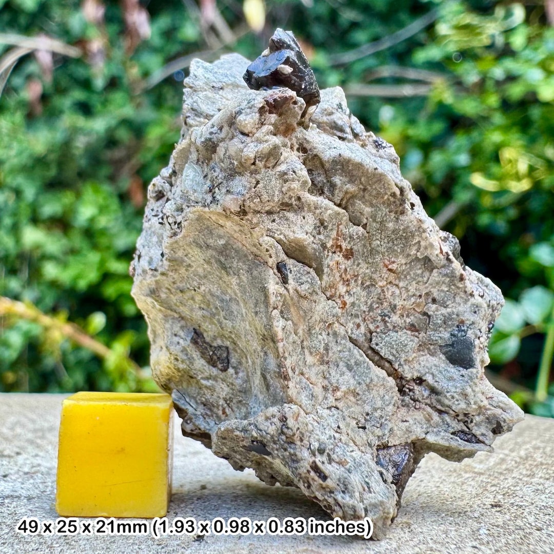 Rare Triassic Fish Tooth Fossil – Aust Cliff Reptile Bed - Etsy