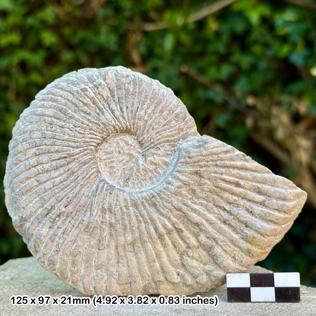 Oxytropidoceras Powelli Ammonite Fossil | Cretaceous Texas | Duck Creek ...