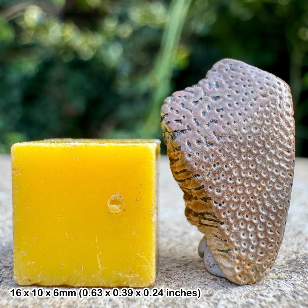 Rare Paleocene-eocene Fish Plate Fossil Oldhaven Beds, Beltinge, Kent ...