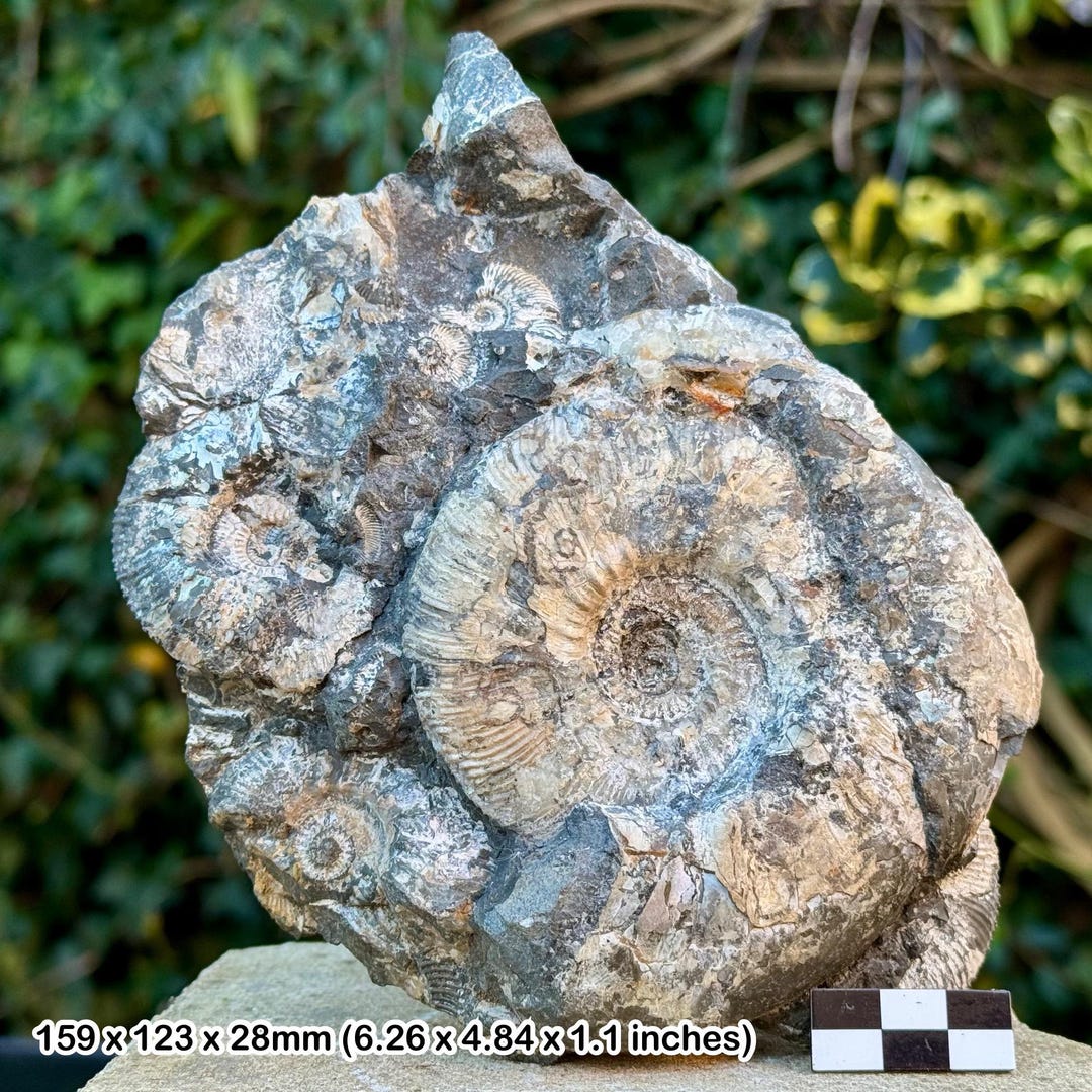 Rare Kosmoceras Jasoni Ammonite Fossil Block - Jurassic, Callovian ...
