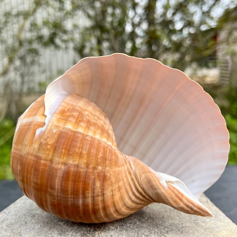 Genuine Tonna Galea Seashell Educational Display & Marine - Etsy