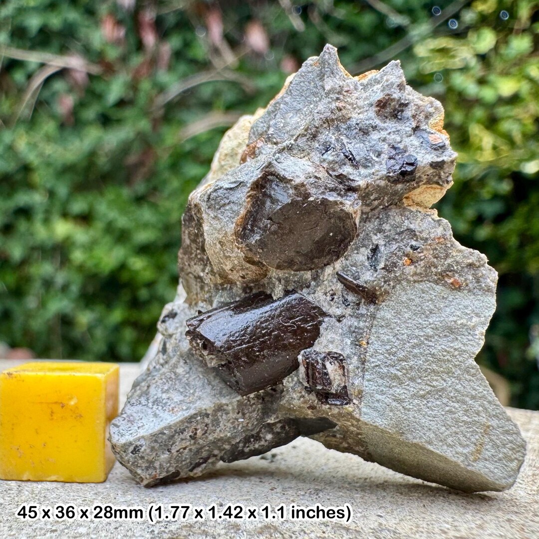 Fossil Reptile Bones Block Aust Cliff Westbury Formation Upper Triassic ...