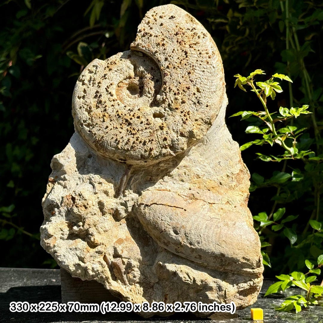 7" Harpoceras Ammonite in Matrix With Belemnite Fossils – Jurassic ...