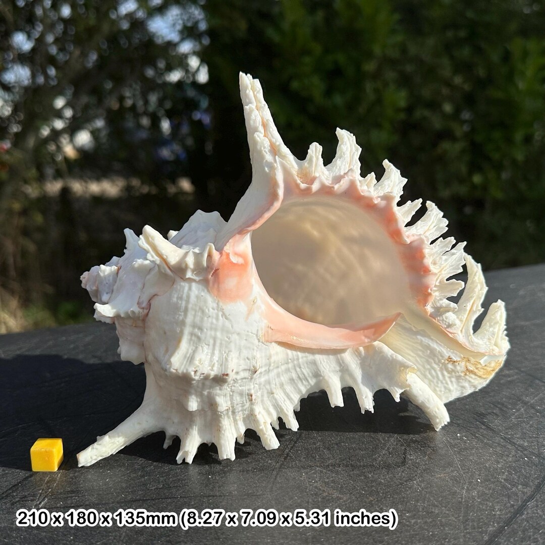 Ancient Greek Murex Natural White Giant Seashell Indo-pacific Oceans ...