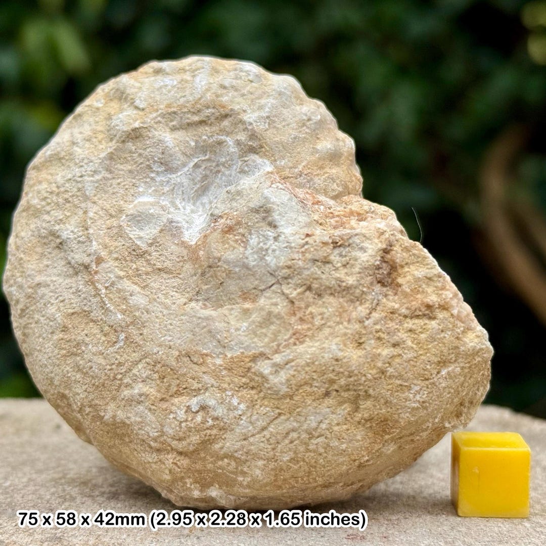 Rare Thomasites Rolandi Ammonite Fossil: Cretaceous, Spain, Alice ...