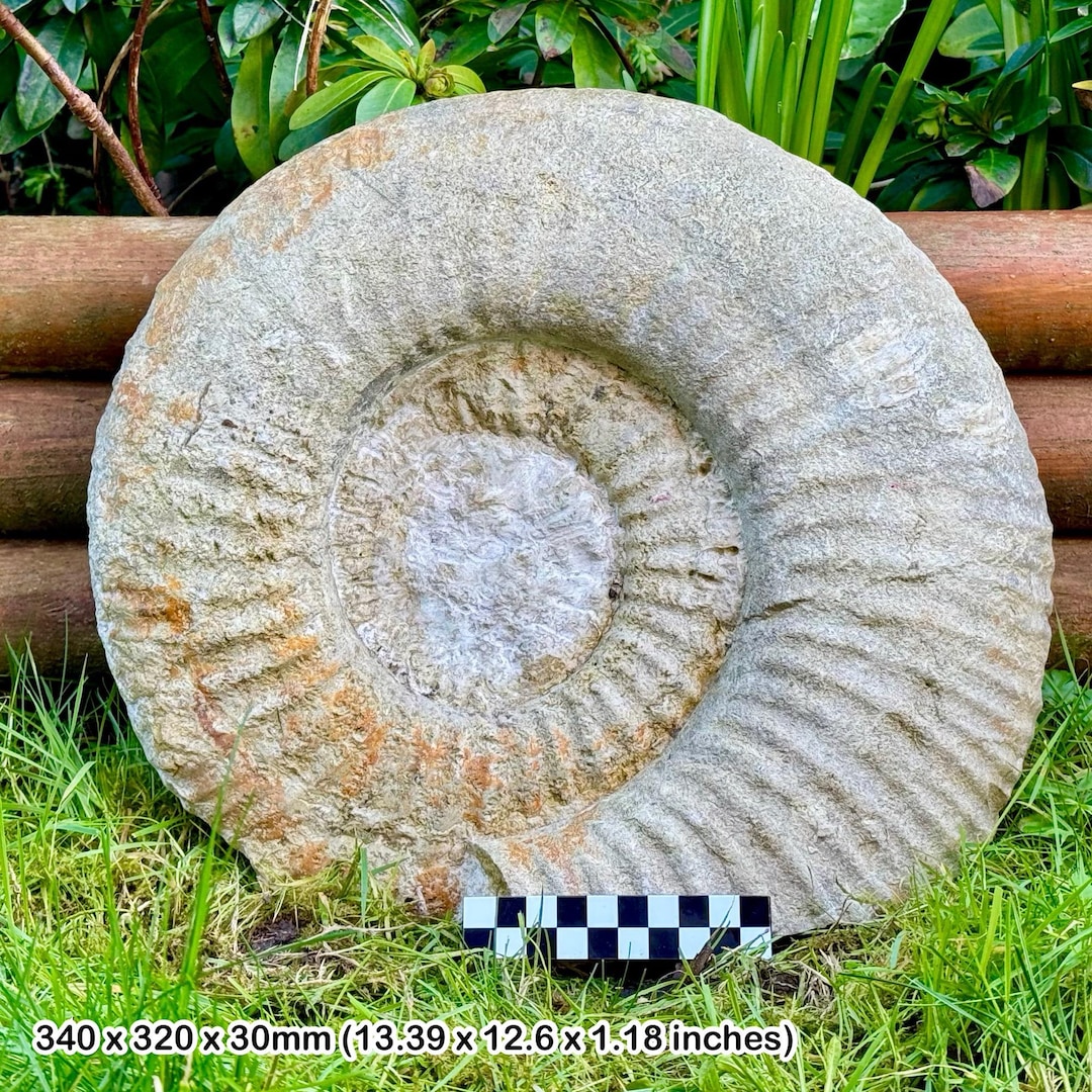 Rare 14" Titanites Giganteus Ammonite Fossil (one Side) – Portland ...