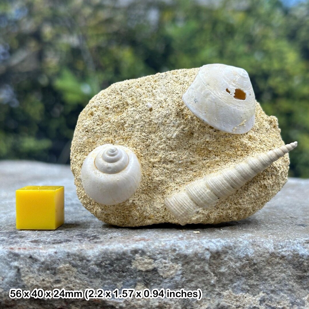 Fossil Shell Block, Miocene Age From France - Etsy