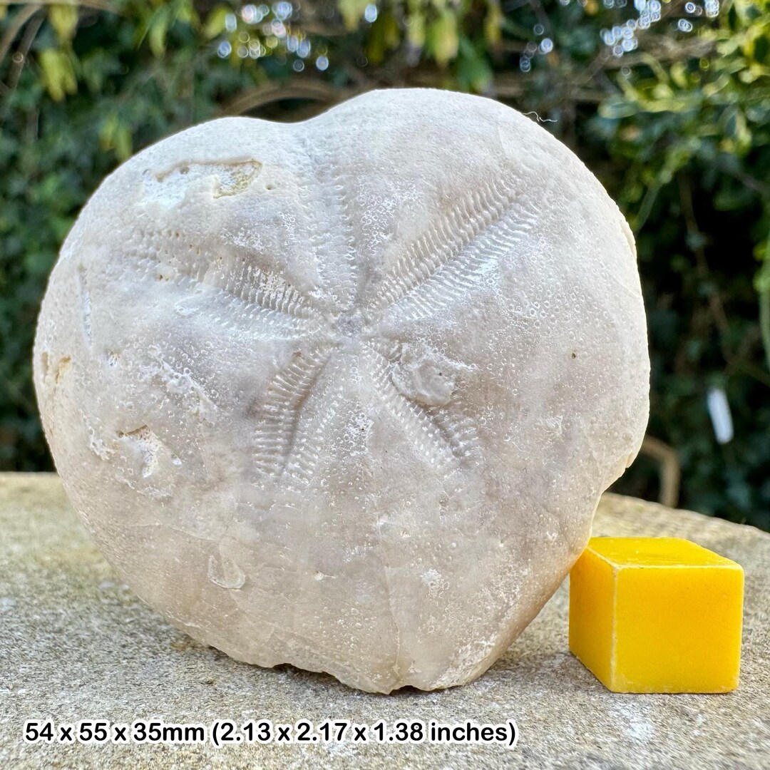 Fossil Echinoid (sea Urchin: Micraster Decepiens) – Middle Chalk ...