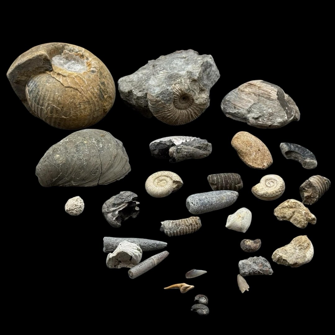 1kg British Fossil Mix X 28 | Jurassic Dorset & Somerset Fossils ...