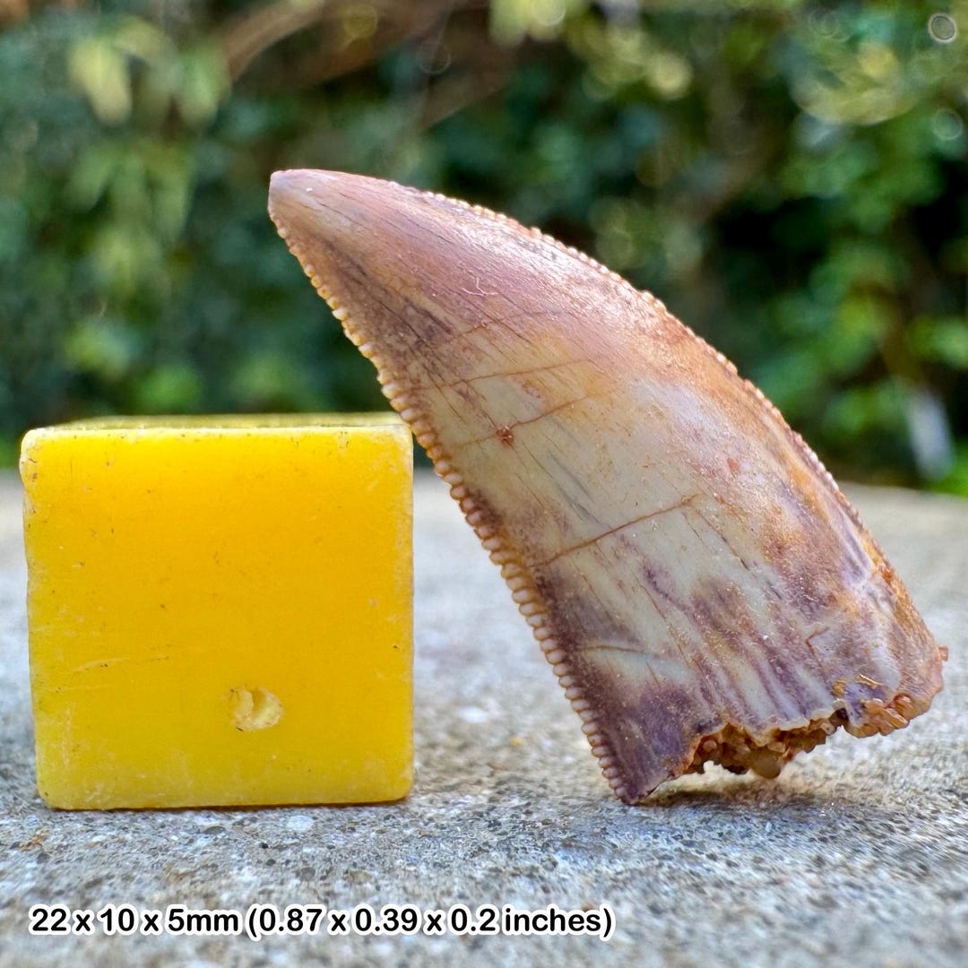 Deltadromeus Agilis Raptor Dinosaur Tooth Fossil | Cretaceous Kem Kem ...