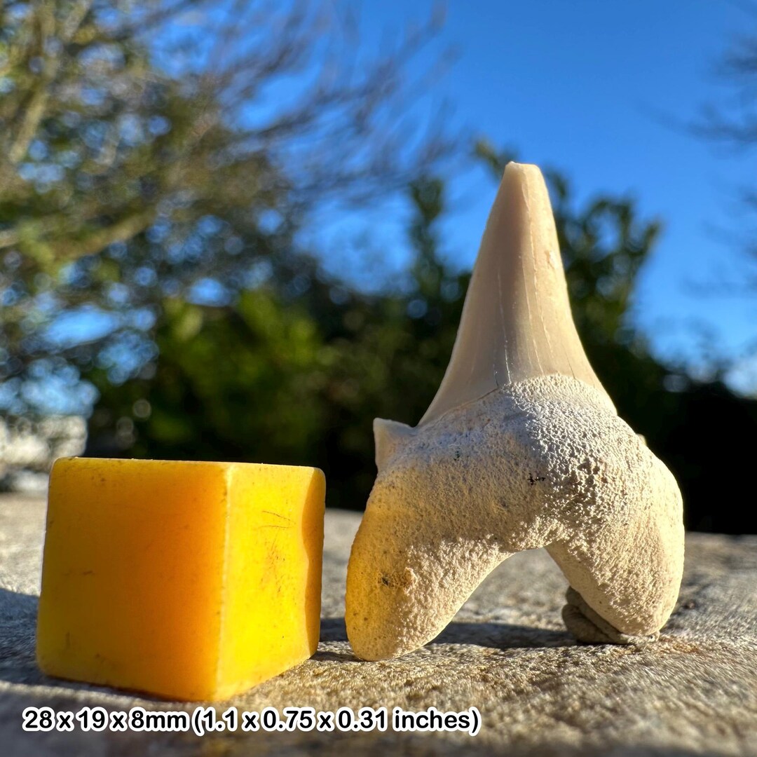Fossilised Otodus Shark Tooth - Eocene Morocco - Authentic Specimen ...