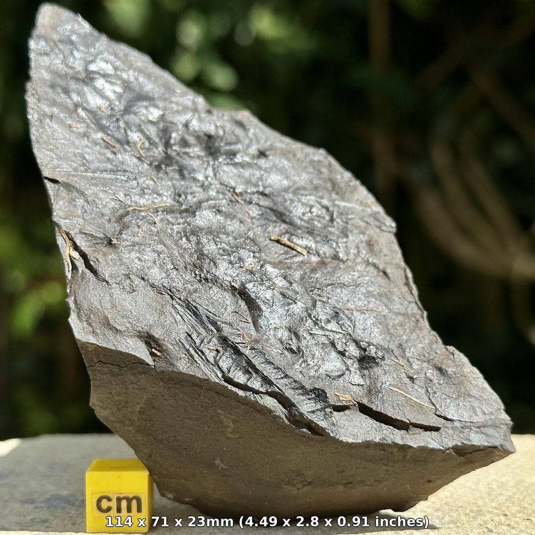 Rare Carboniferous Fossil Fern Plants - Authentic Uk Specimen From the ...