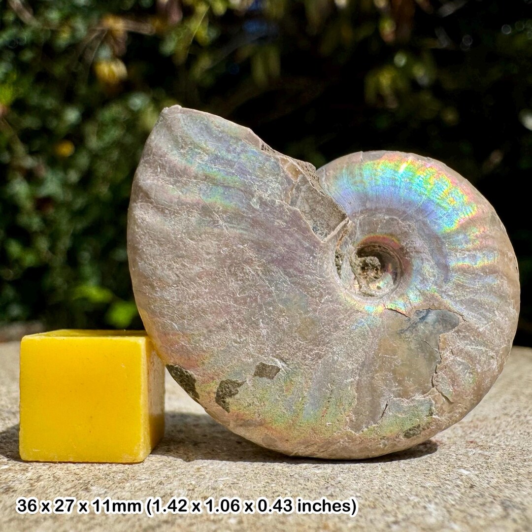Cleoniceras Iridescent Fossil Ammonite With Mother of Pearl Shell ...