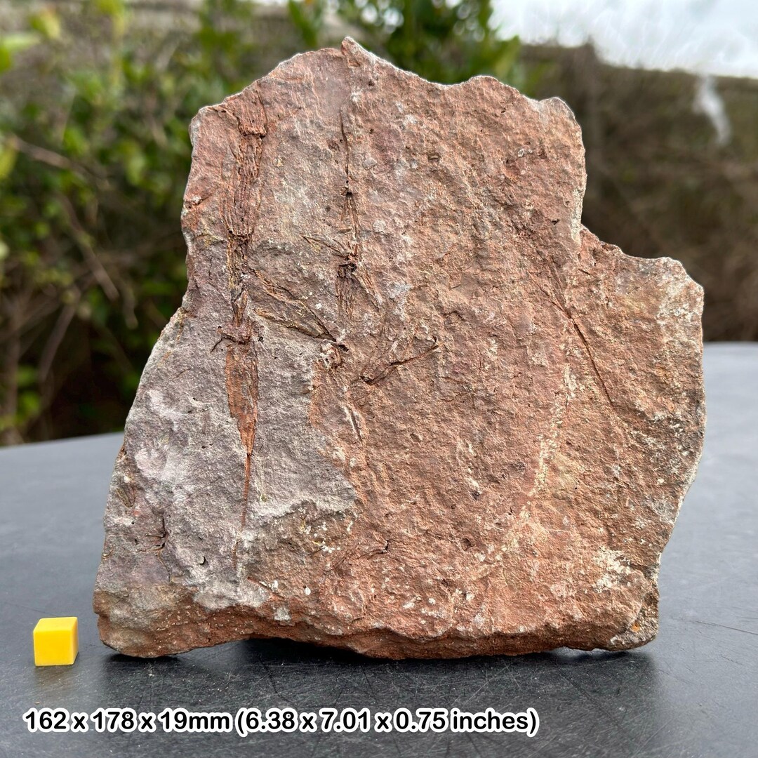 Eocrinoid Sealily Fossil - Ordovician Morocco - Genuine Specimen ...