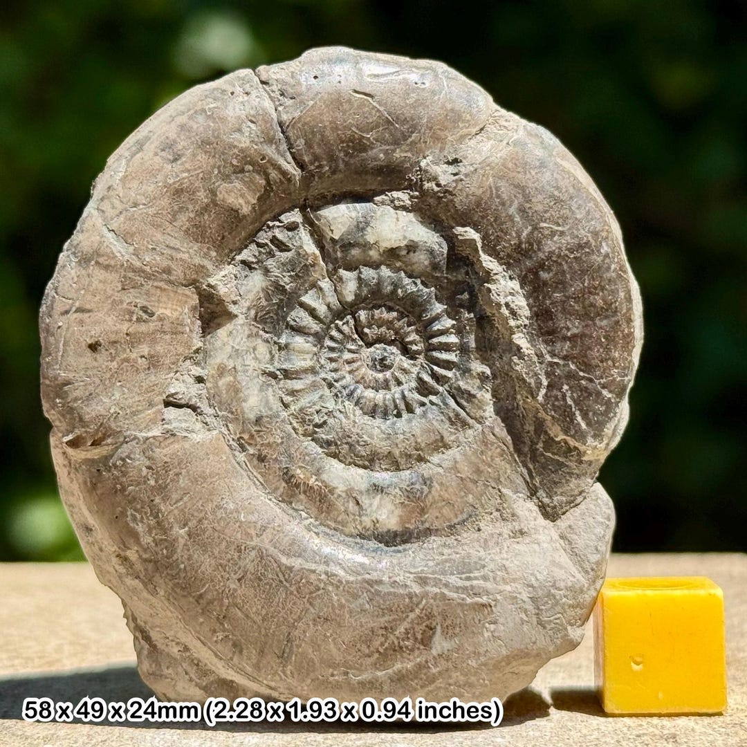 Pleuroceras Spinatum Fossil Ammonite Multi Block, Macdonnelli Subzone ...
