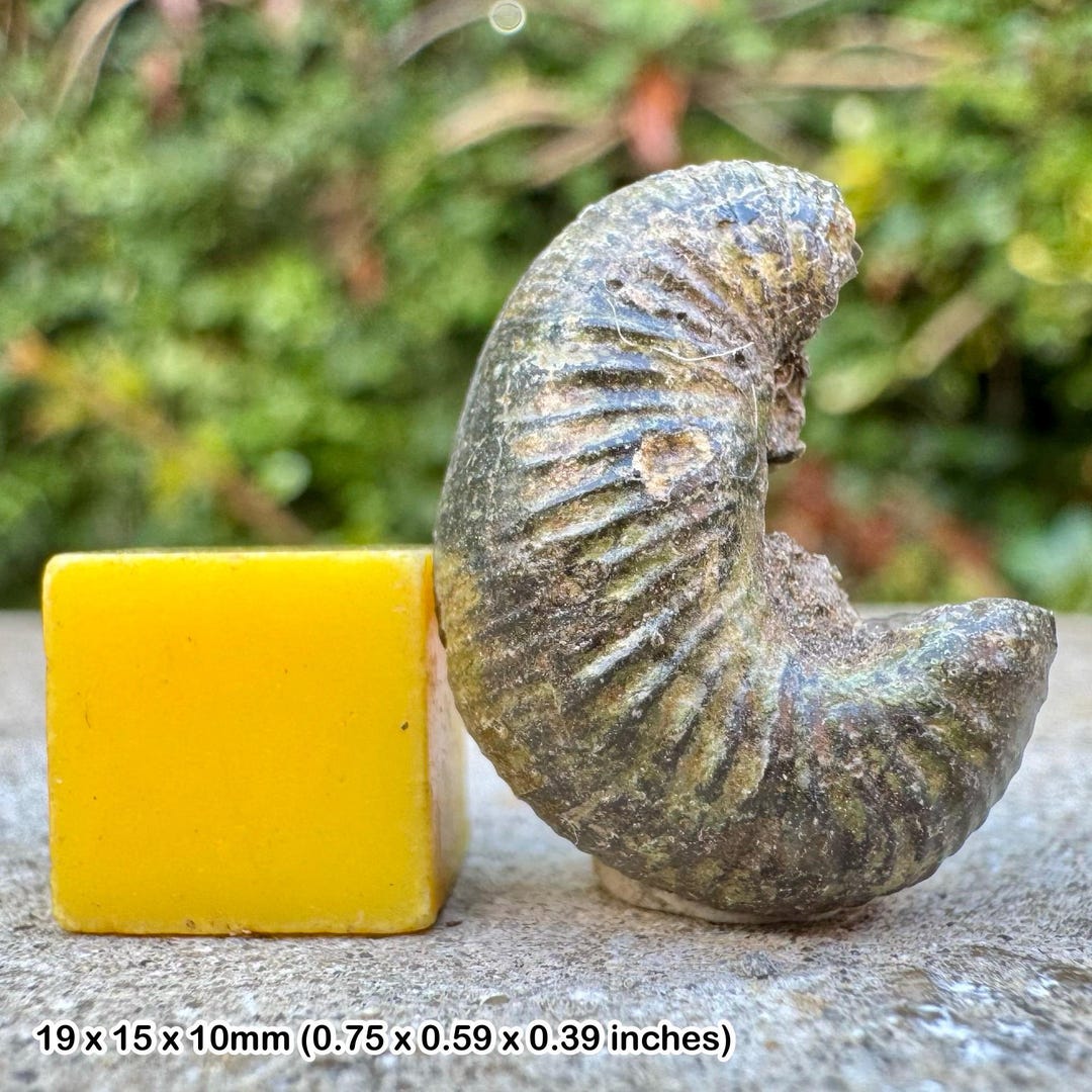 Genuine Scaphites Obliquus Fossil, Heteromorph Uncoiled Ammonite ...