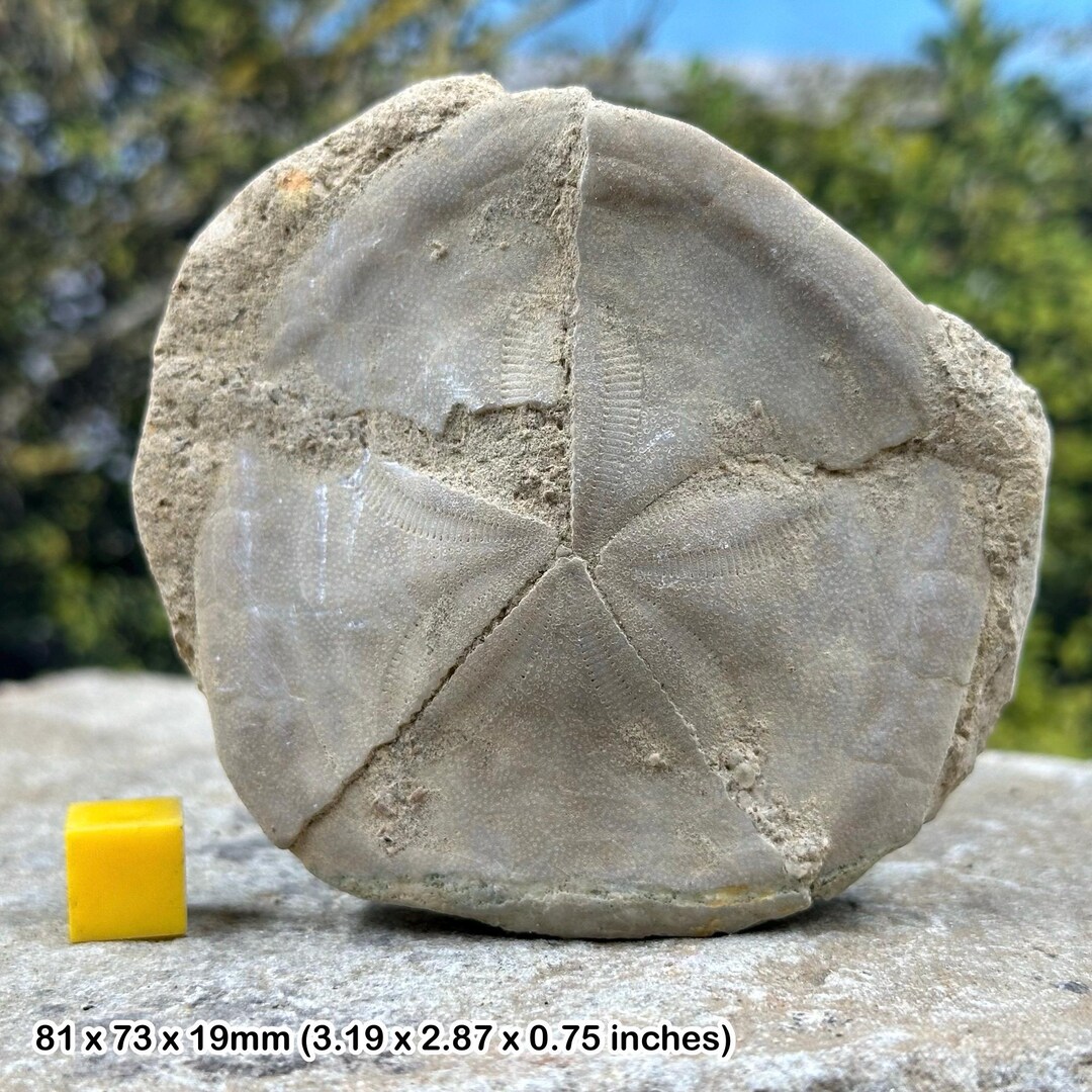 Large Echinoid Fossil Dendraster | Miocene Era | West Java Indonesia ...