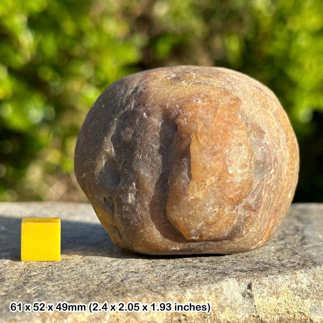 Dinosaur Stomach Stone Fossil Gastrolith Jurassic Usa Genuine Specimen ...