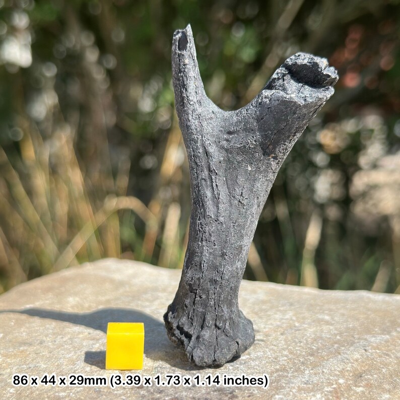 Ice Age pleistocene Fossil Deer Antler Florida, Usa - Etsy