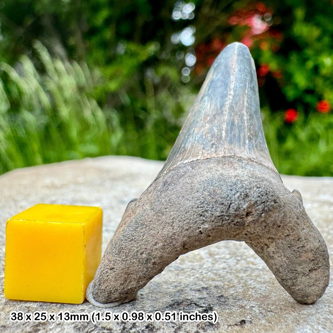 Large British Fossil Shark Tooth Eocene Barton Formation, Hampshire, Uk ...