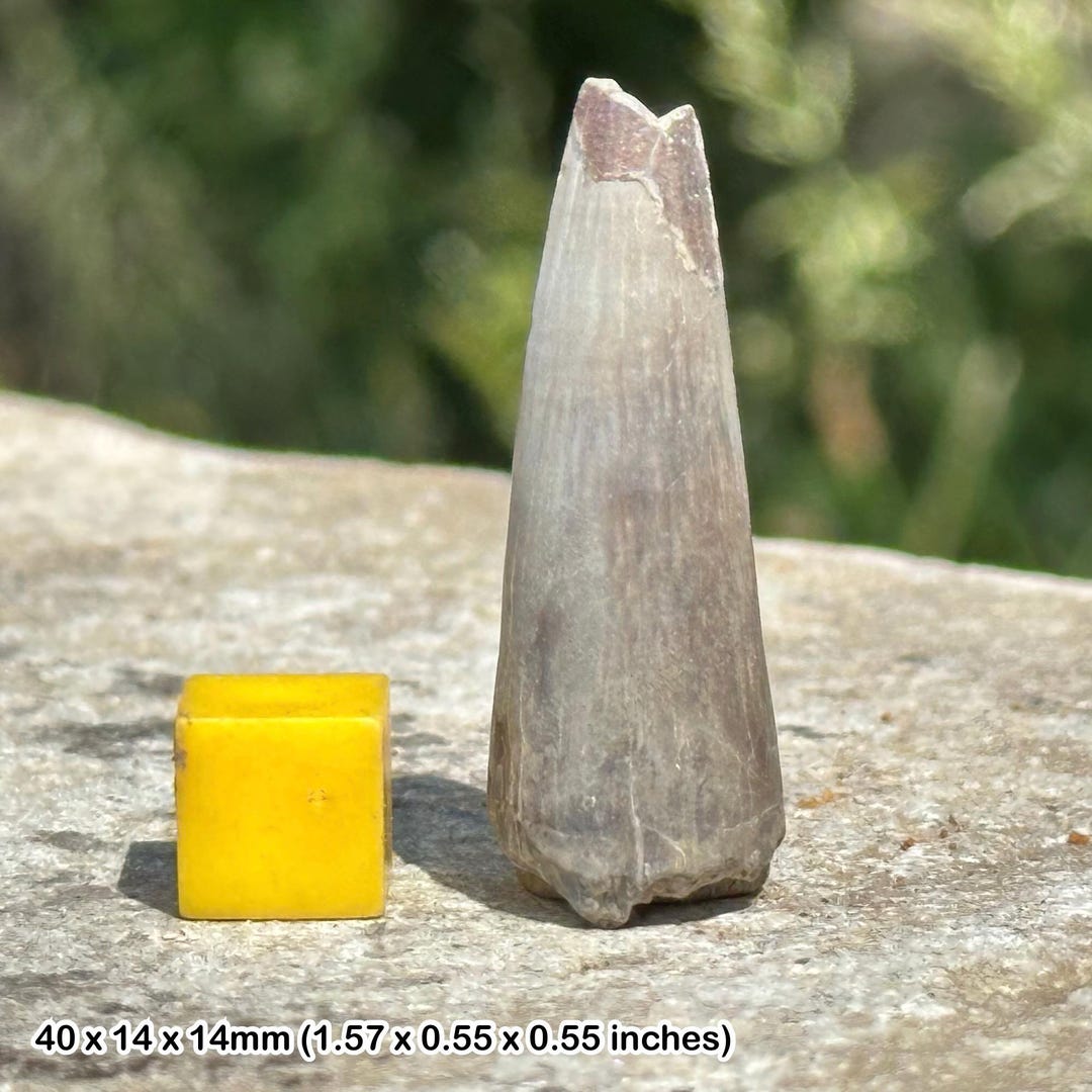 Sarcosuchus 'super Croc' Crocodile Tooth Fossil - Cretaceous Period ...