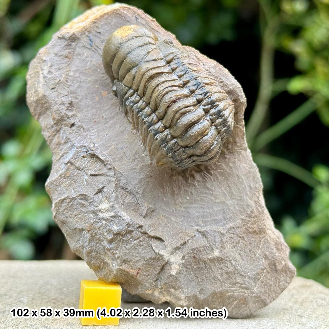 Crotalocephalina Gibba Trilobite Fossil - a Grade, Laatchana Devonian ...