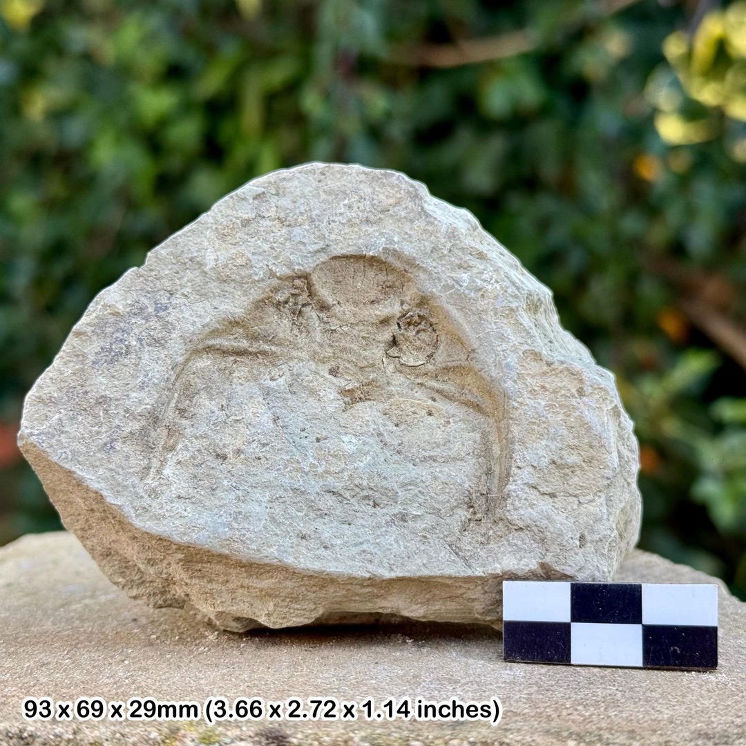 Rare Dalmanites Sp Fossil Trilobite Headshield Impression – Much ...