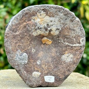 Very Large Ichthyosaur Vertebrae Fossil Kimmeridge Clay, Jurassic: Wyke ...