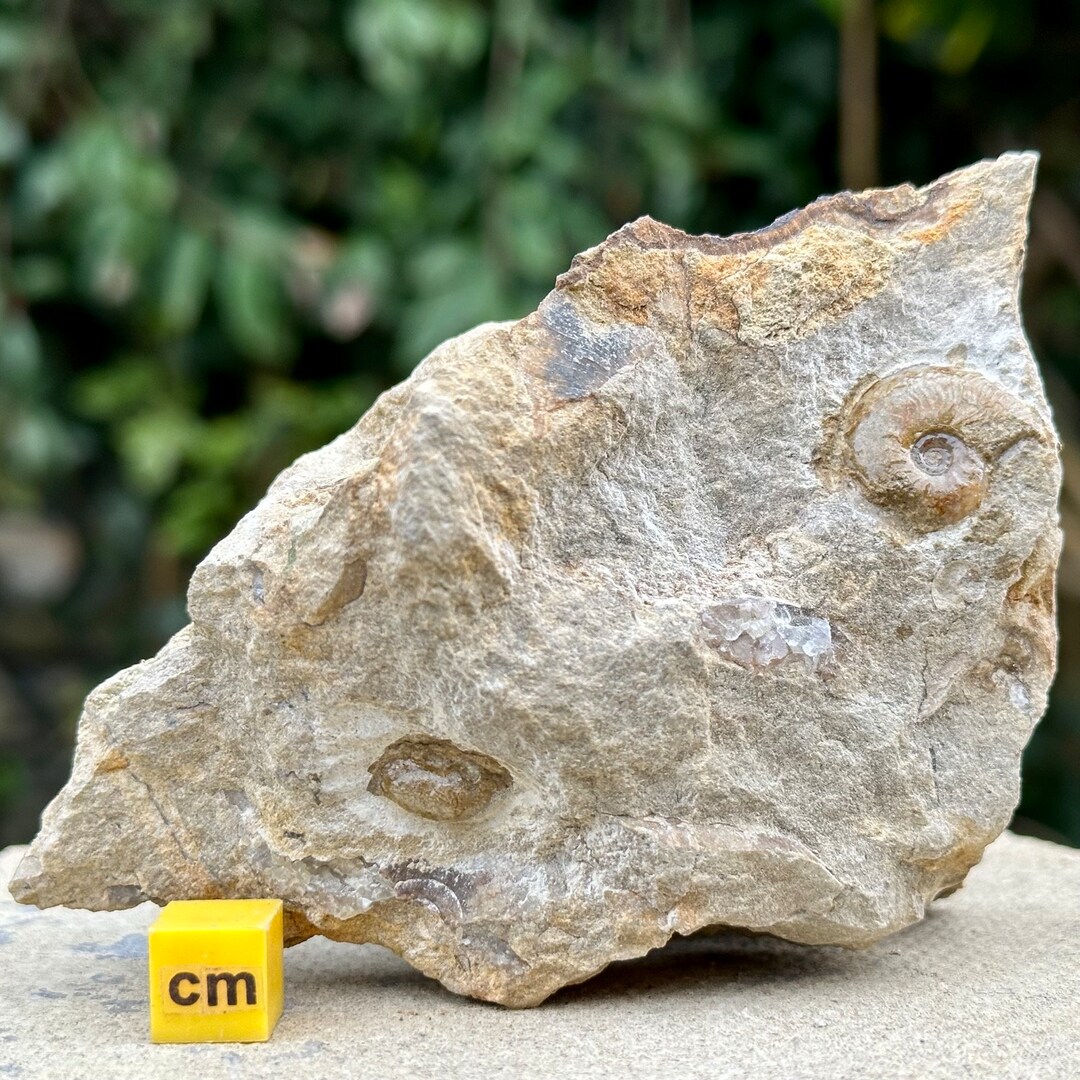 Burton Bradstock Fossil Ammonite Block Inferior Oolite - Etsy