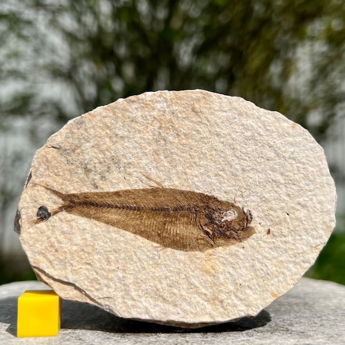 Fossil Knightia Alta Fish in Matrix Authentic Prehistoric - Etsy