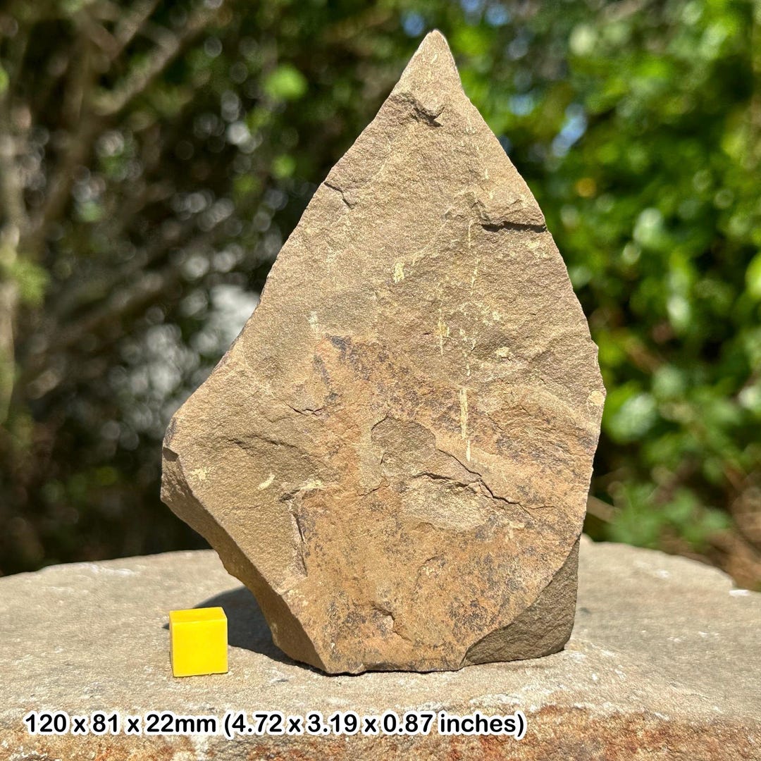 Trilobite Trace Fossil, Rusophycus/cruziana - Etsy UK