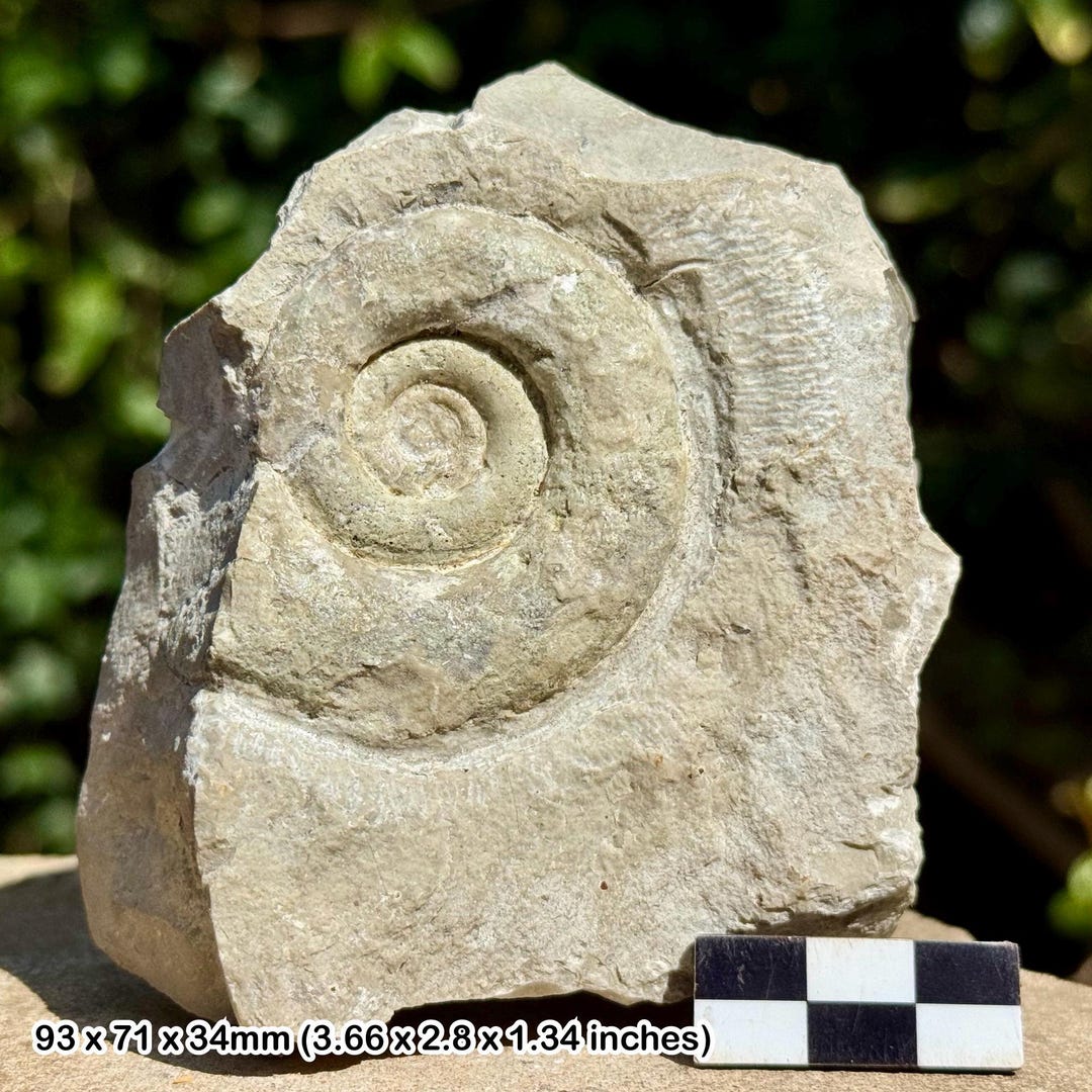 Lytoceras Adeloides Ammonite Fossil – Pliensbachian Jurassic Italy ...