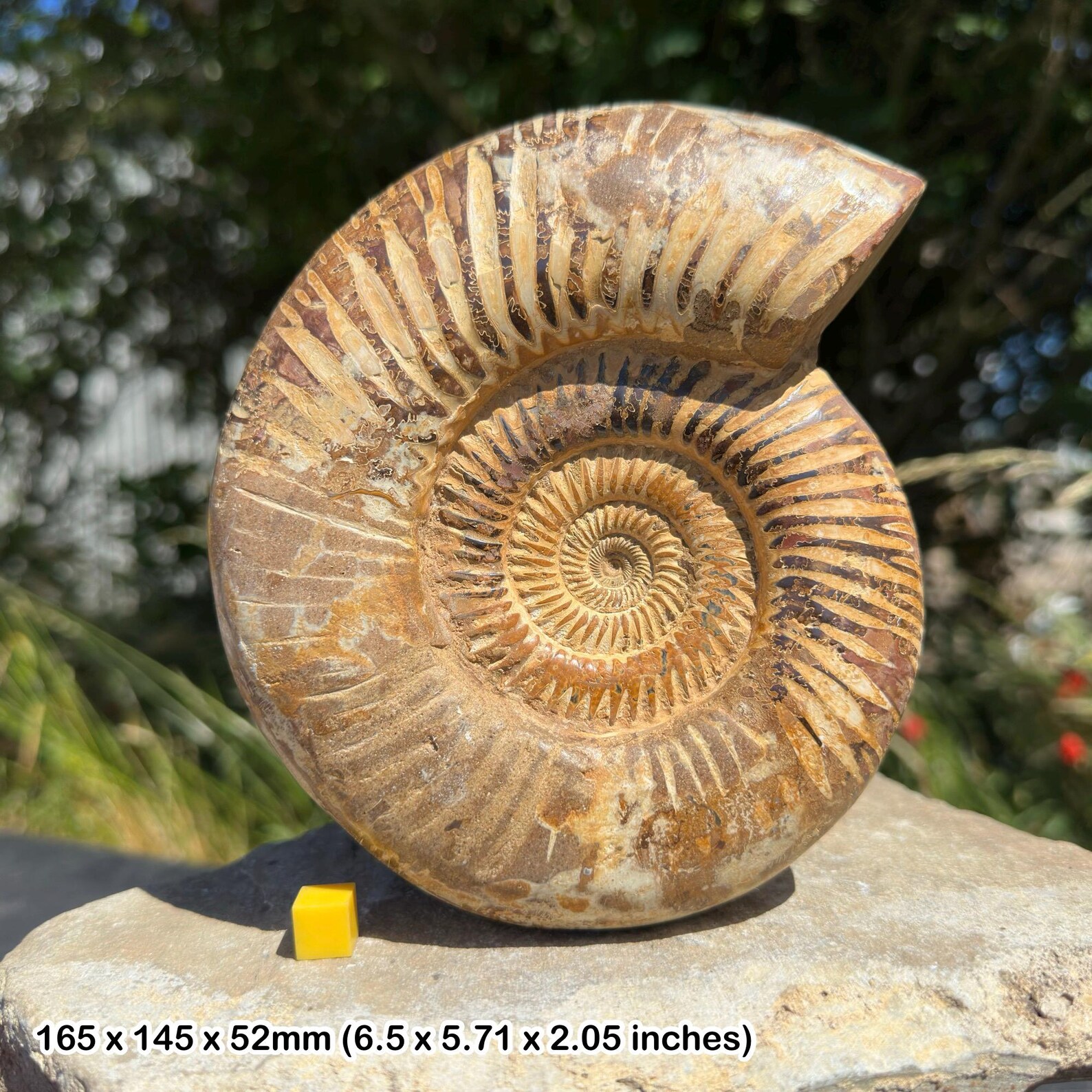 Perisphinctes Fossil Ammonite - Jurassic Period, Madagascar - Etsy