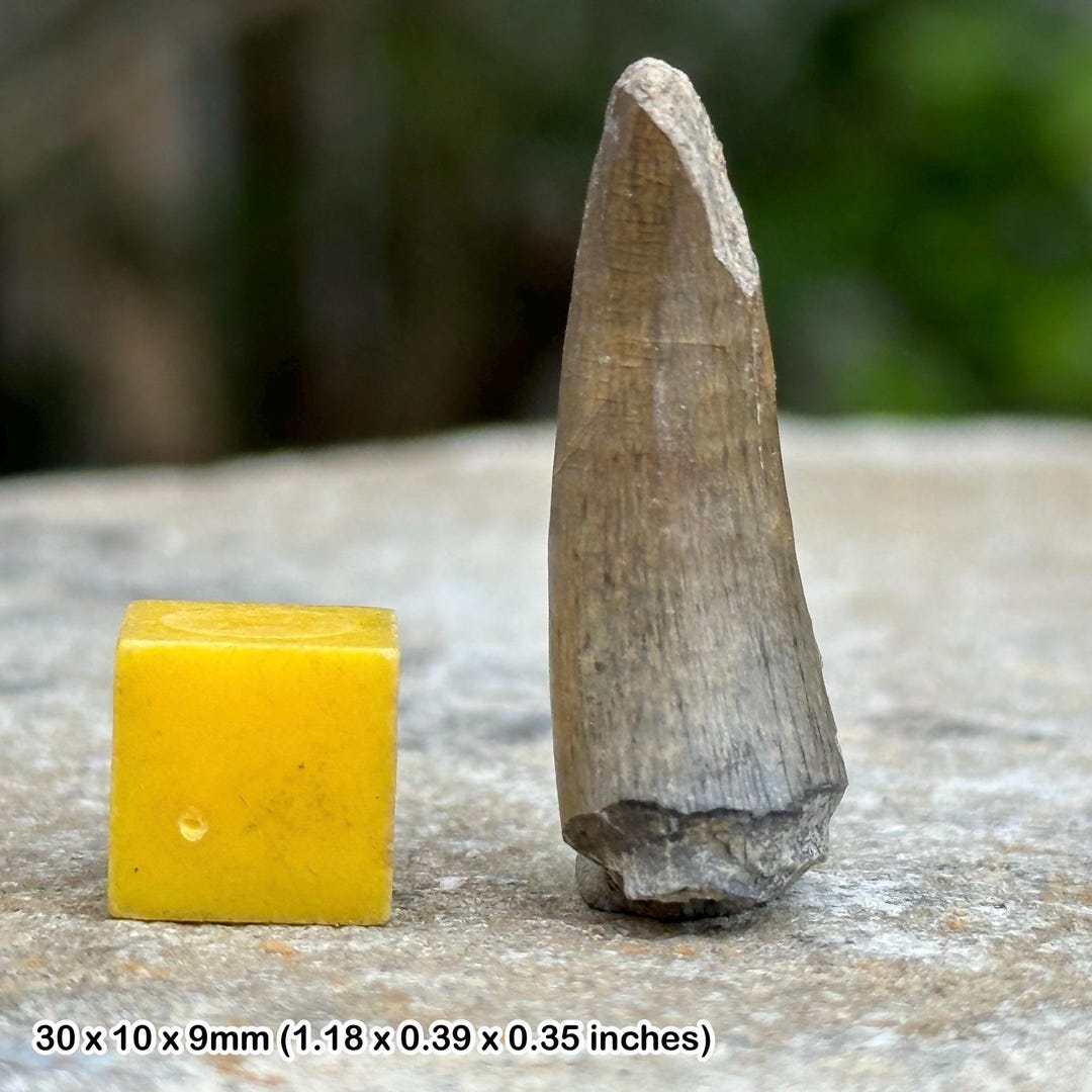 Stolokrosuchus Crocodile Tooth Fossil Cretaceous, Elrhaz Formation ...