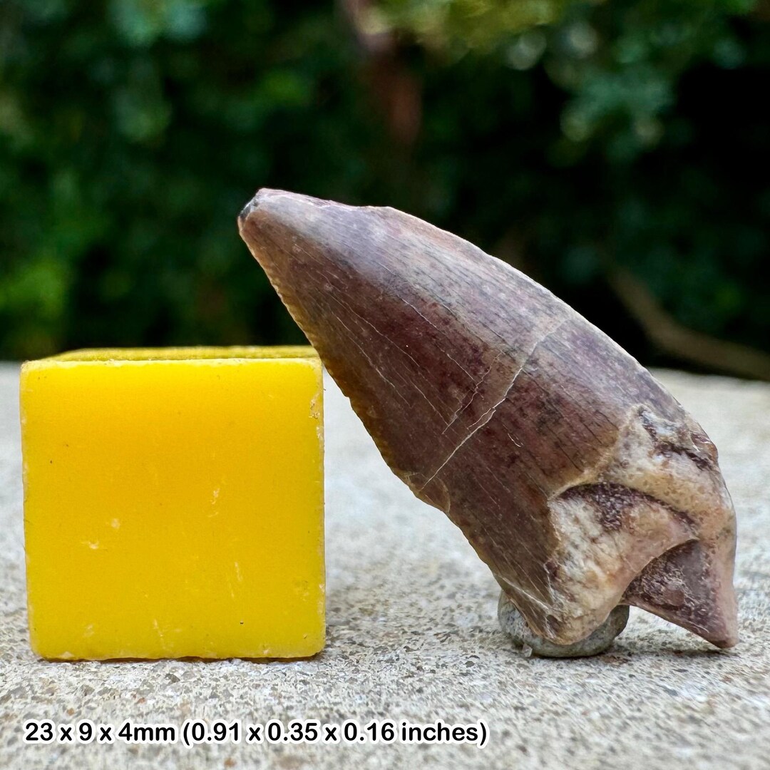 Authentic Kryptops Dinosaur Tooth Fossil - Abelisaurid | Elrhaz ...