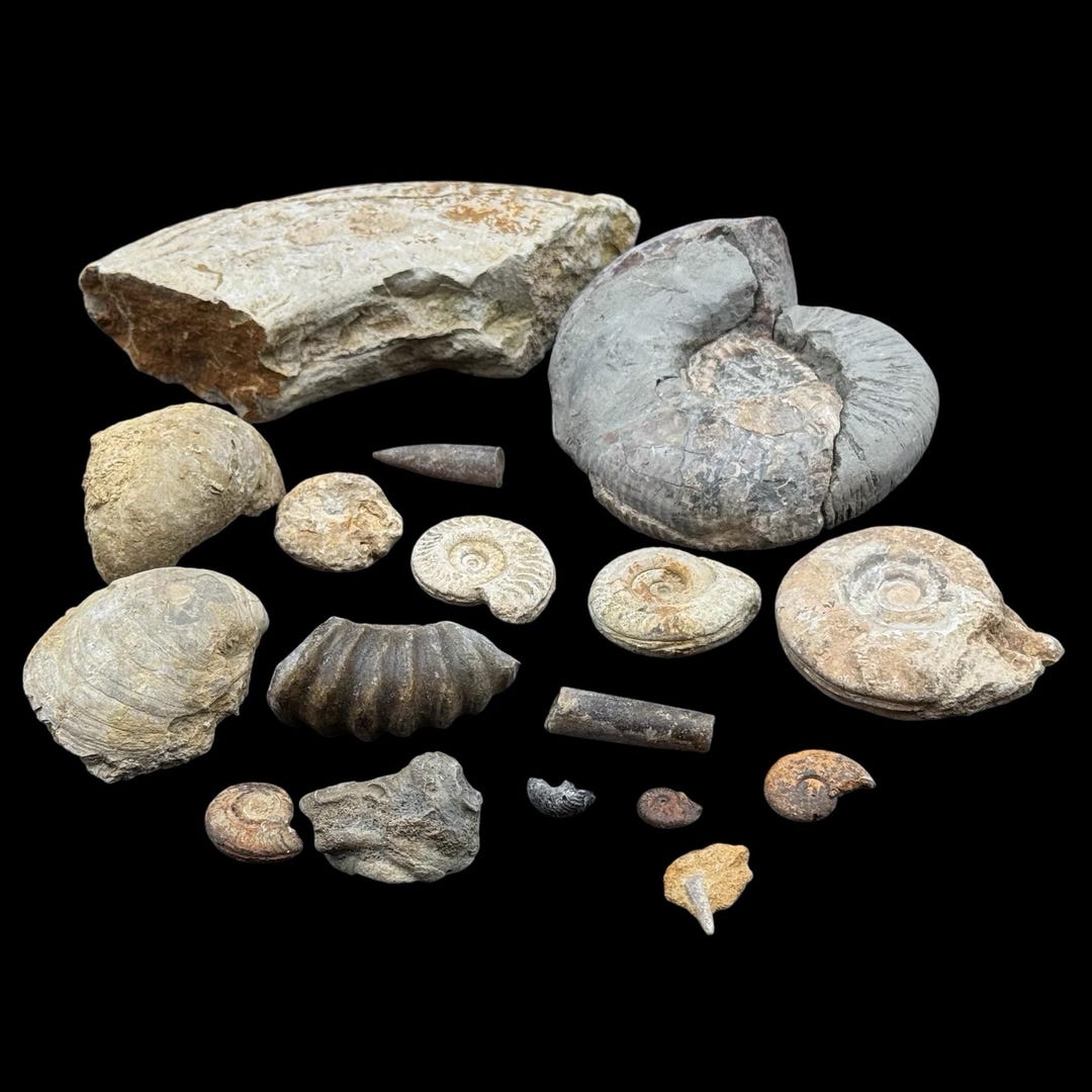1kg Bulk British Fossil Mix 17 X Fossils Budget Mix including Dorset ...