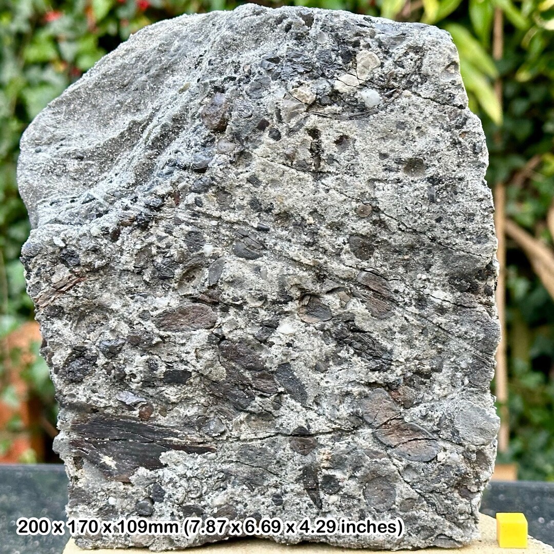 Fossil Bone Bed, Reptiles, Teeth & Coprolite Bed Collection, Triassic ...