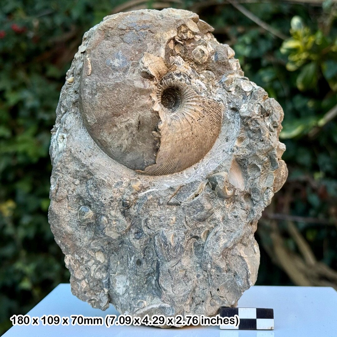 Cadoceras Ammonite Fossil Genuine Jurassic Callovian Kellaways Beds ...