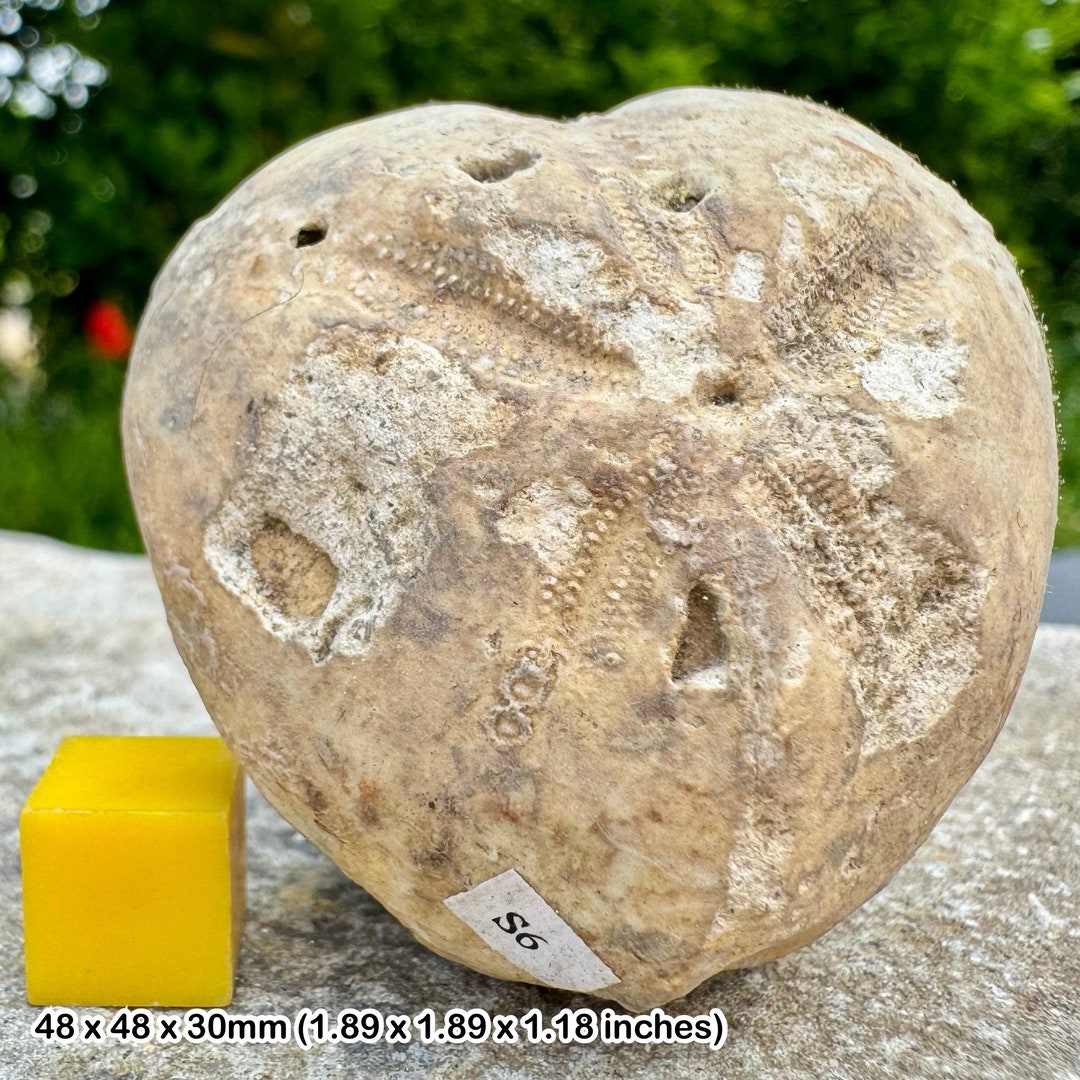Rare Micraster Heart Fossil Echinoid Cretaceous Seaford Chalk, Seven ...